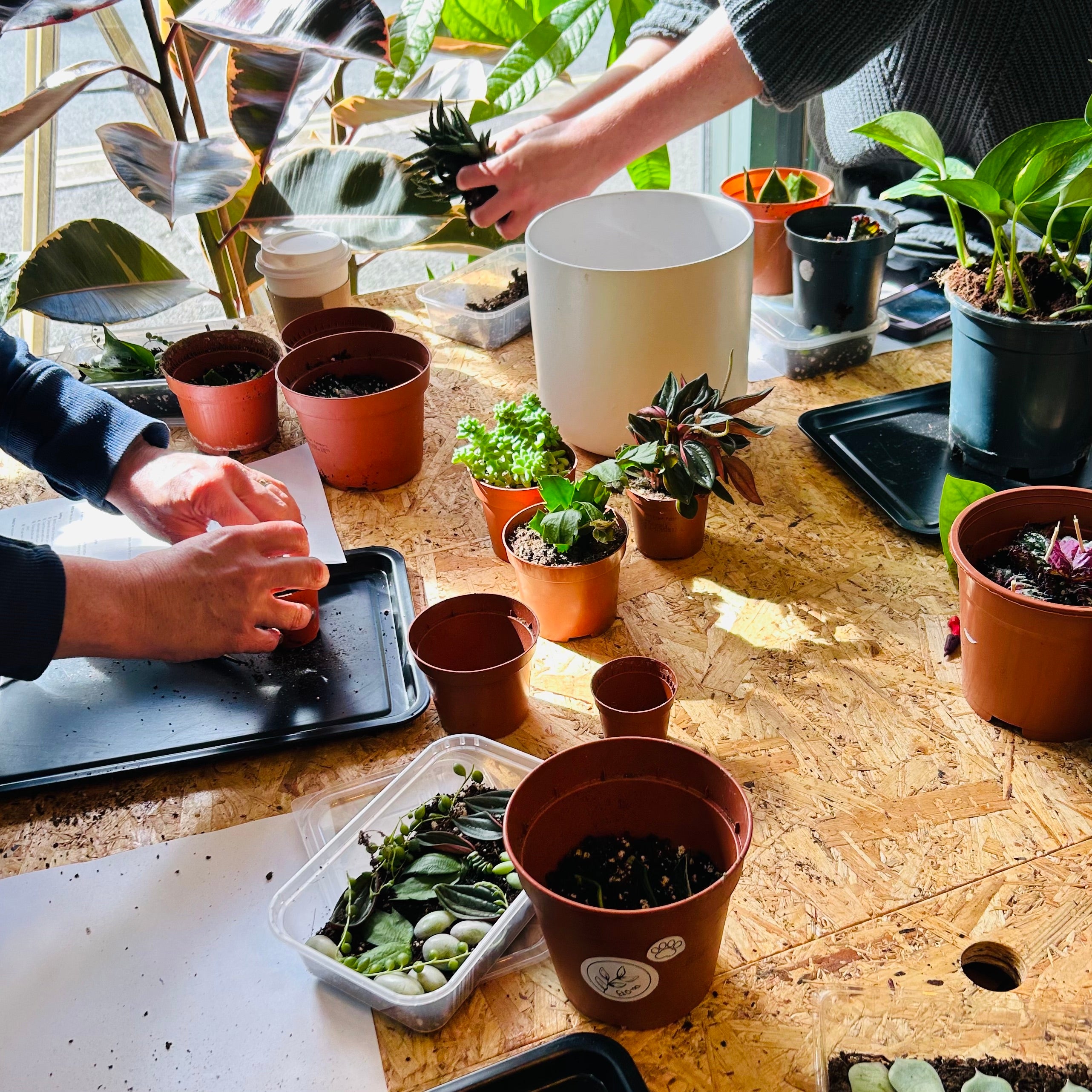 Plant Care and Propagation Workshop - 28th May 2025 | Nook Houseplants 48 Ebrington St Plymouth ...